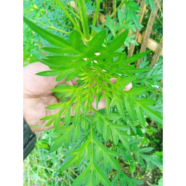 Jual Daun kenikir segar per 200gr | Shopee Indonesia