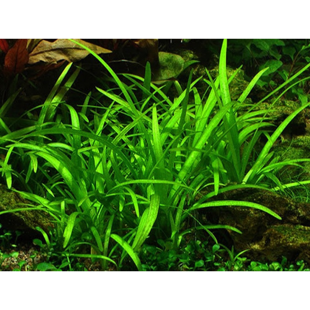 Jual Sagitaria subulata dwarf - Tanaman karpet Aquascape Low Co2 - Easy ...
