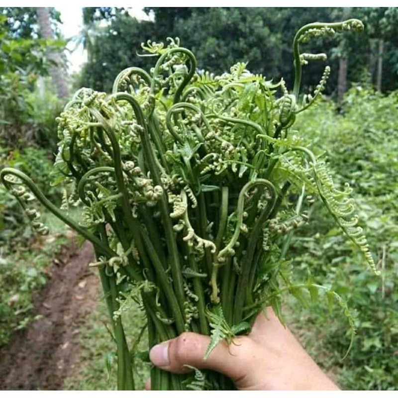 Jual Pakis sayur 1 kg enak dimasak dengan kecombrang dan pete | Shopee ...