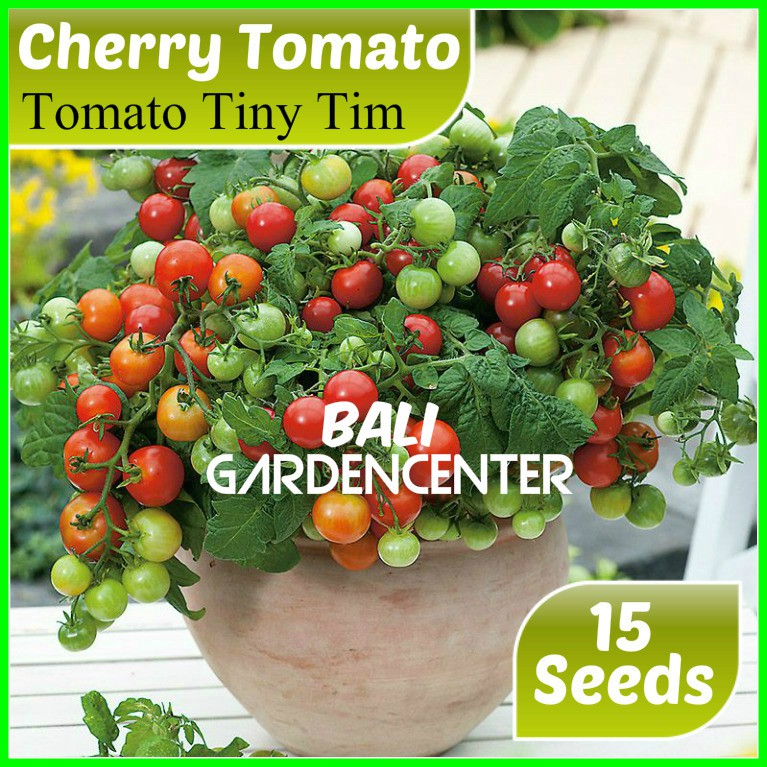 Jual Isi 15 Benih Biji Tomat Mini Cherry - Tomato Tiny Tim | Shopee ...