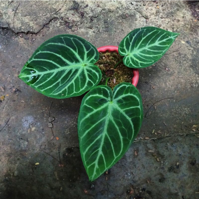 Jual Anthurium Crystal Hope (Tanaman Hias) | Shopee Indonesia