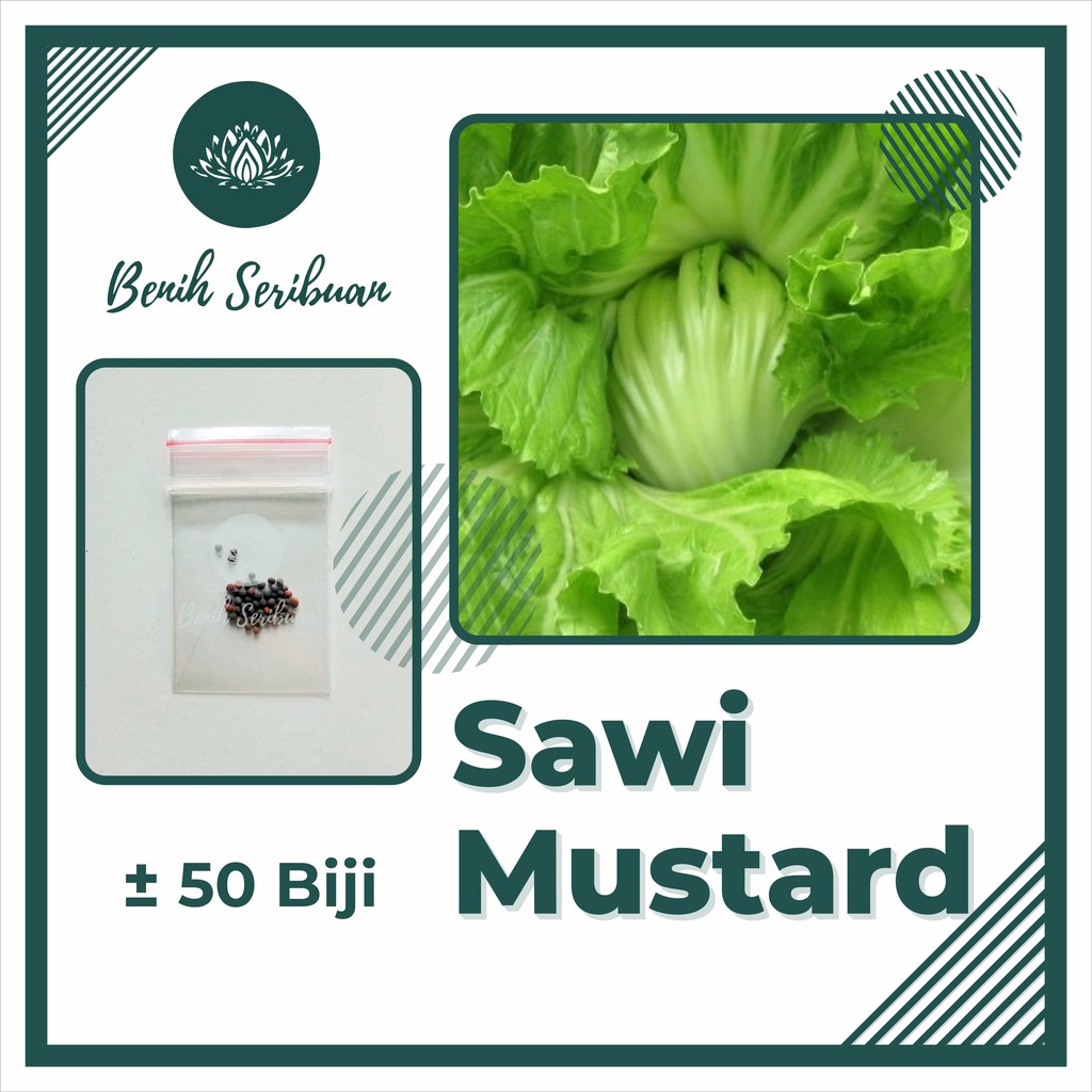 Jual 50 Bibit Sawi Mustard Head Lettuce Glory Benih Sayuran Pahit Known ...