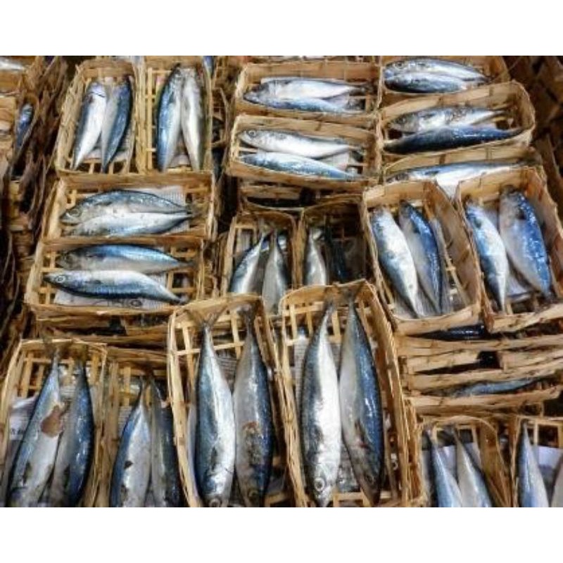 Jual Ikan Pindang / tongkol /marning Segar Fresh Surabaya | Shopee ...