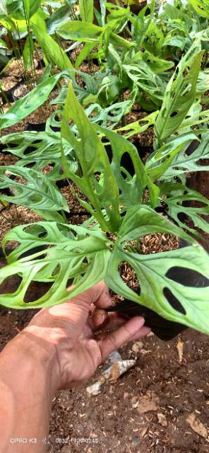 Jual Tanaman hias daun monstera obliqua | tanaman menjuntai, merambat ...