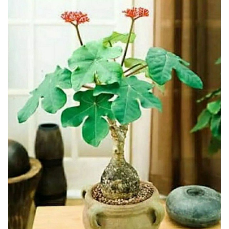 Jual tanaman hias jarak botol jarak bali jarak bonsai | Shopee Indonesia