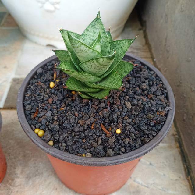 Jual Sansevieria Hybrid Pagoda | Shopee Indonesia