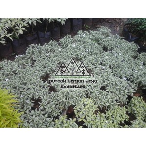 Jual Tanaman Pohon Rombusa Rembosa Mini Silver Putih | Shopee Indonesia