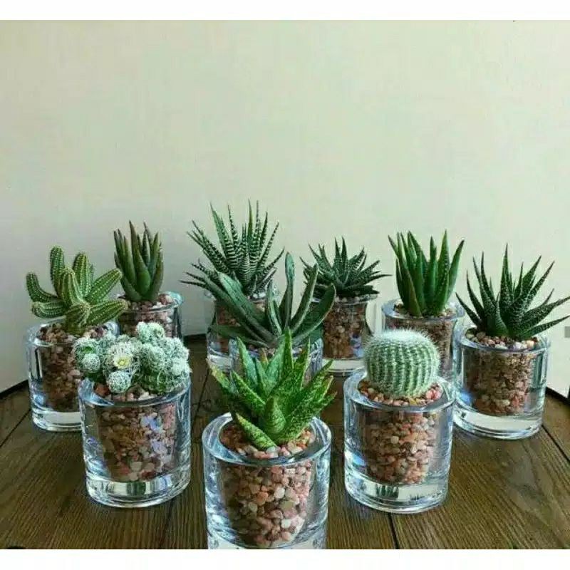 Jual Terrarium Kaktus Sukulen Murah / Kaktus Sukulen Mini / Tanaman ...
