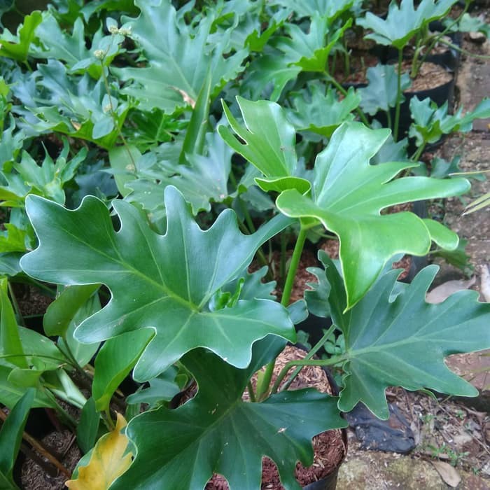 Jual Tanaman monstera jari - pohon hias jari - tanman daun jari ...