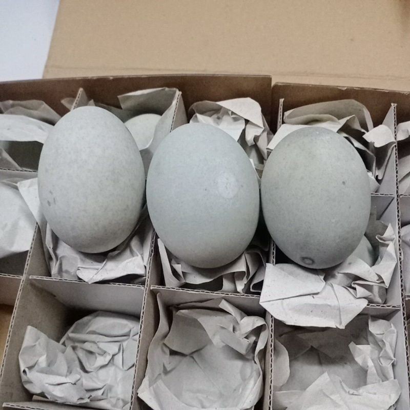 Jual Telur pitan/Telur bitan/Telur bebek phitan | Shopee Indonesia