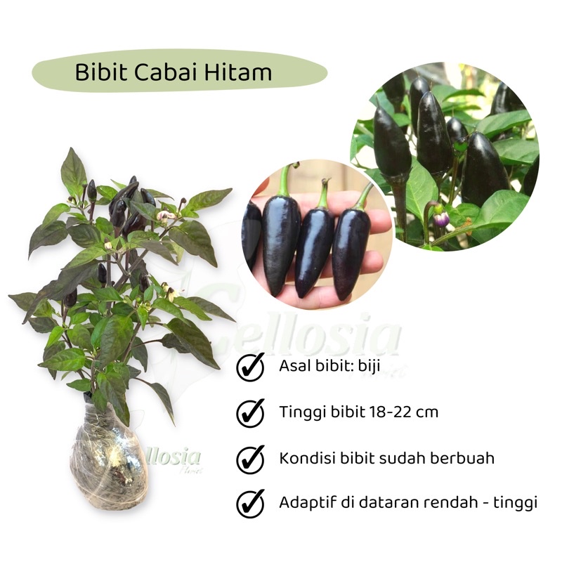 Jual Tanaman Cabe Cabai Hitam / Black Hungarian Peppper (Buah Bulat ...