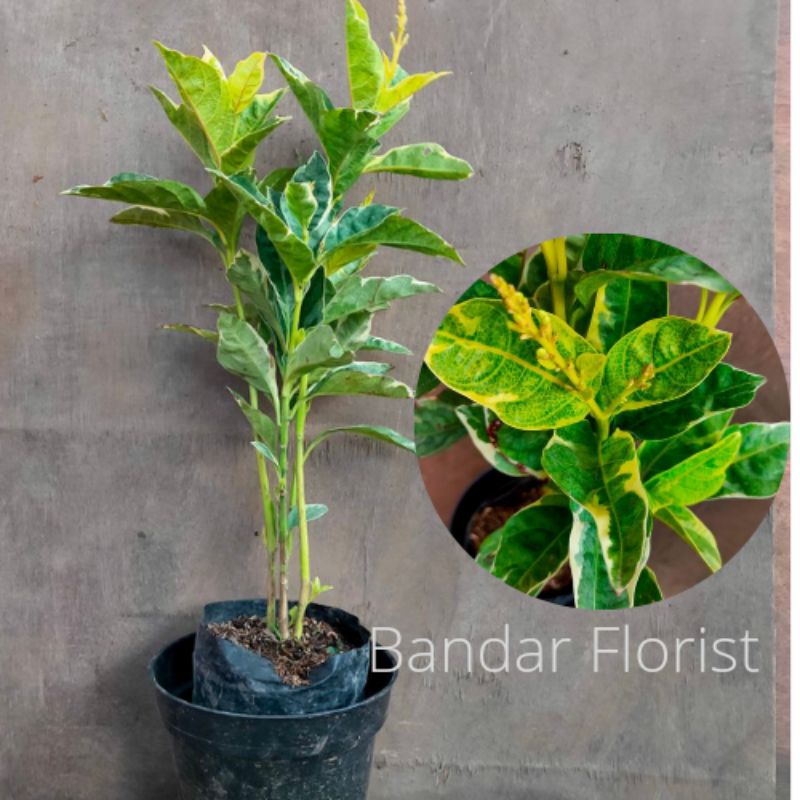 Jual Tanaman Hias Hidup Melati Jepang Variegata Putih - Tanaman bunga ...