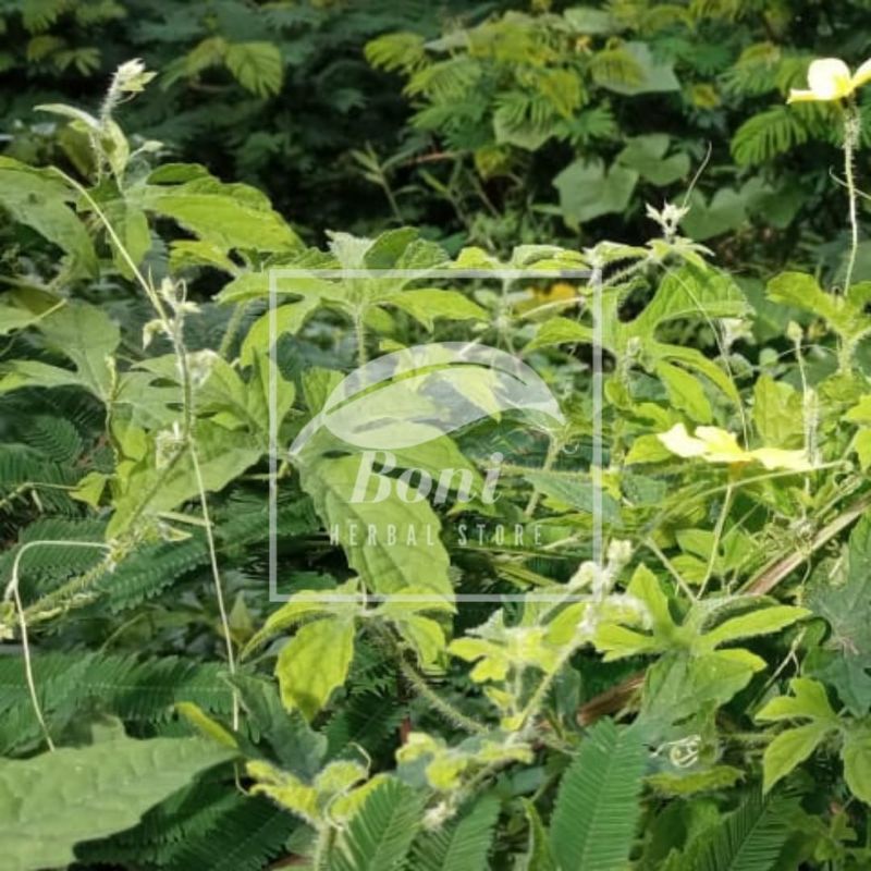 Jual Daun Pare Hutan Alas Paria Gengge Segar 1kg | Shopee Indonesia