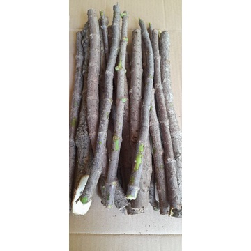 Jual Jual setek pohon Sangetan per 1 kg | Shopee Indonesia