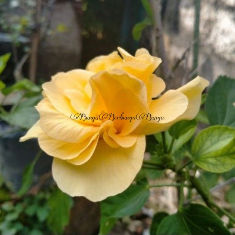 Jual Bunga sepatu kuning tumpuk tanaman hias hidup | Shopee Indonesia