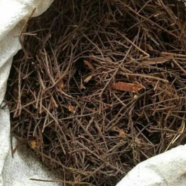 Jual Media tanam Akar pakis, kemasan 1kg | Shopee Indonesia