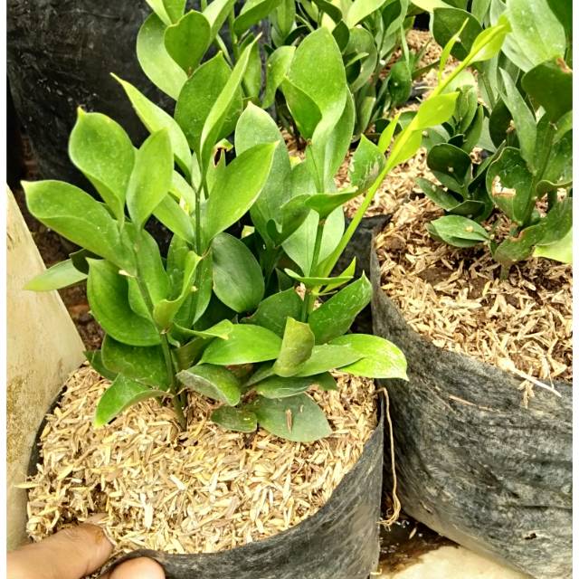 Jual Tanaman hias daun ruskus | Shopee Indonesia