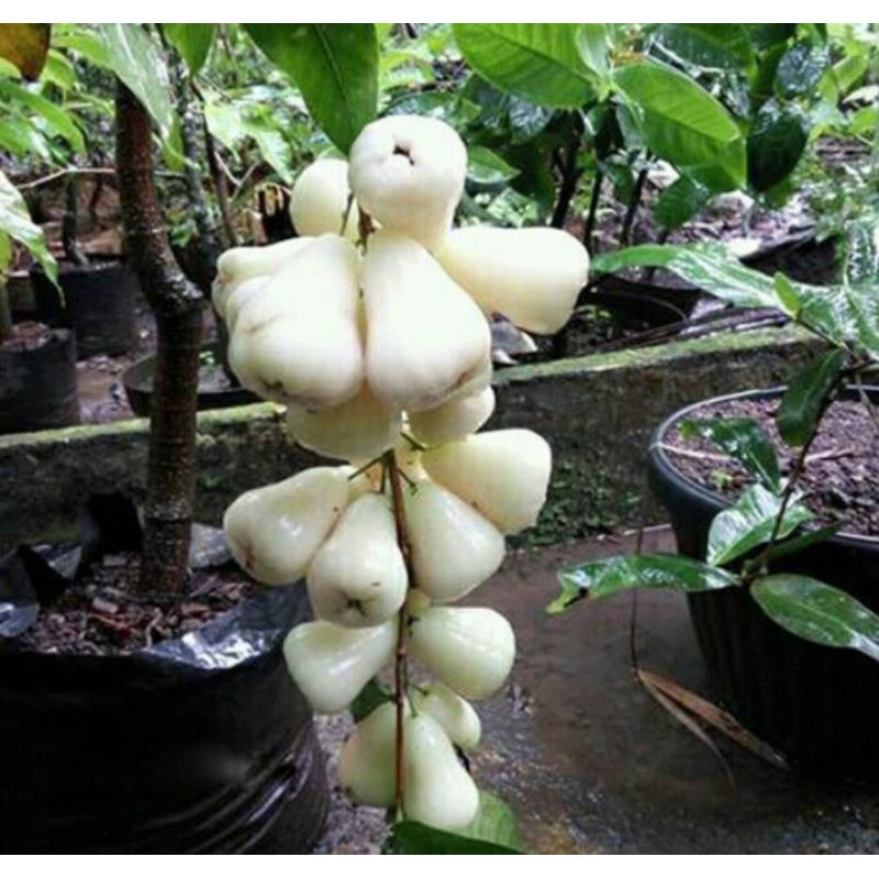 Jual paket hemat 2 bibit jambu air madudeli susu dan dalhari merah ...