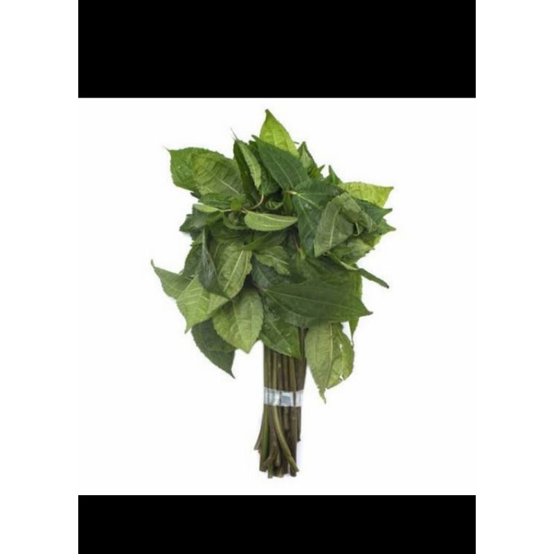 Jual Daun Poh Pohan Segar Fresh - 200 Gram | Shopee Indonesia