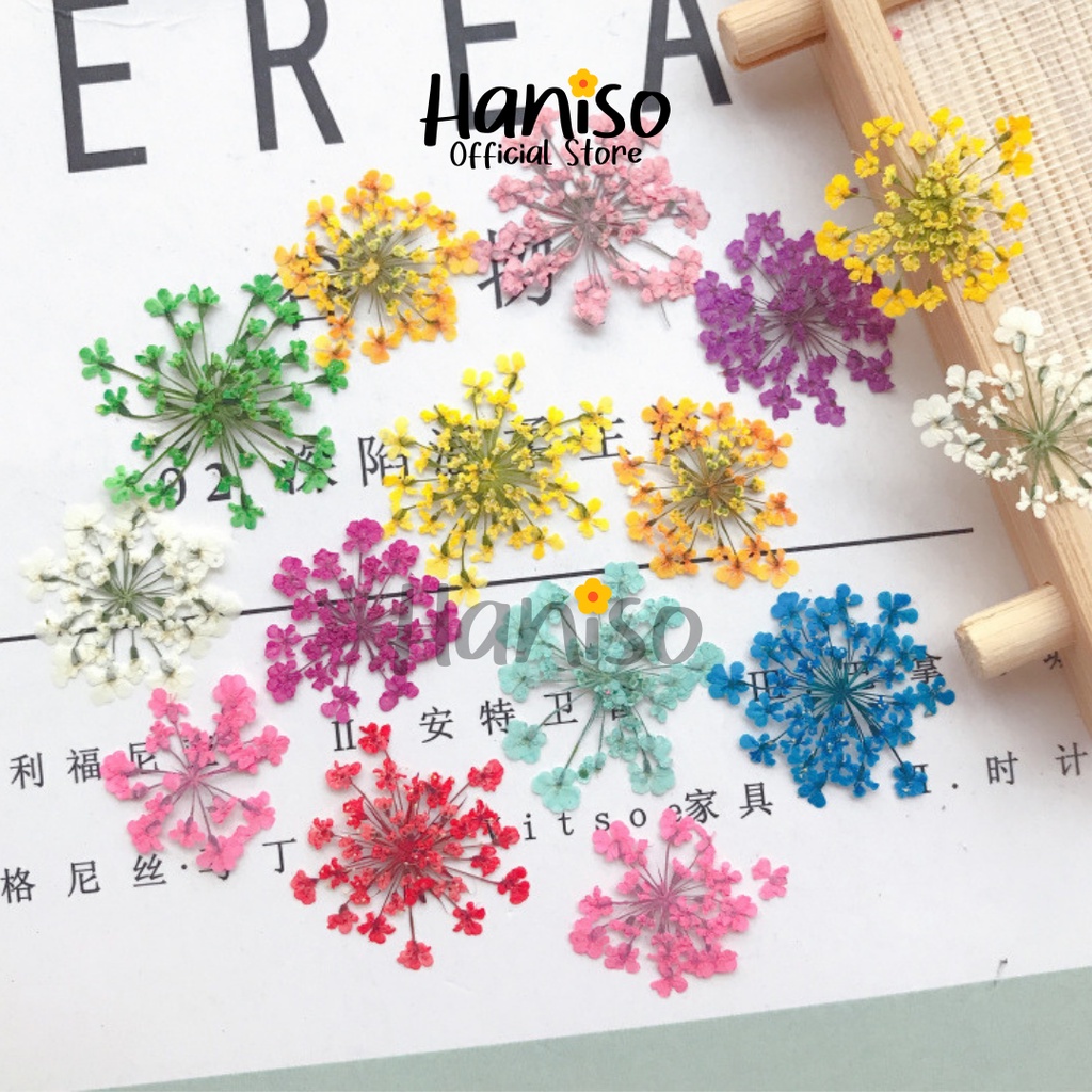 Jual Bunga Kering Anne Lace/ Ammi Majus Pressed flower Asli | Shopee ...