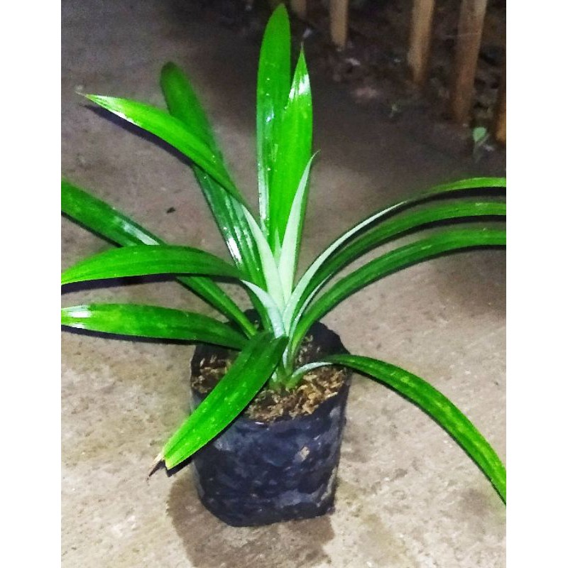 Jual Pandan wangi daun Pandan bibit daun Pandan obat herbal | Shopee ...