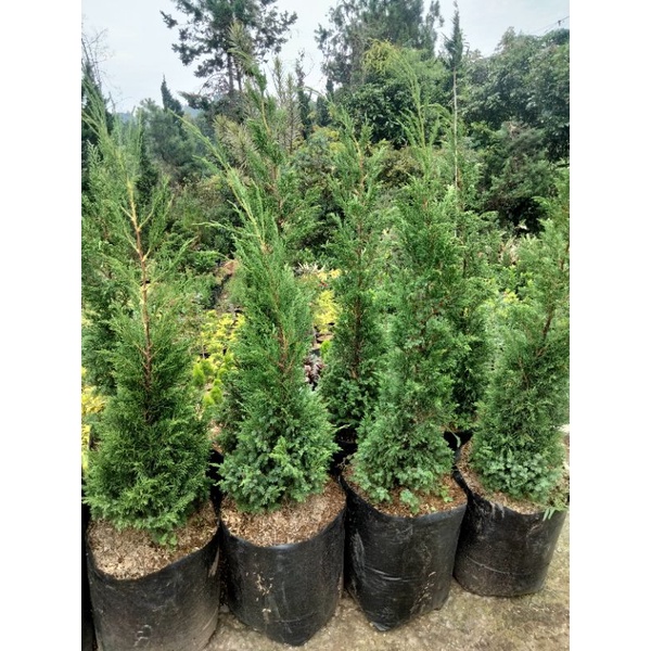 Jual Cemara pua pua ukuran 1meter/pohon natal | Shopee Indonesia