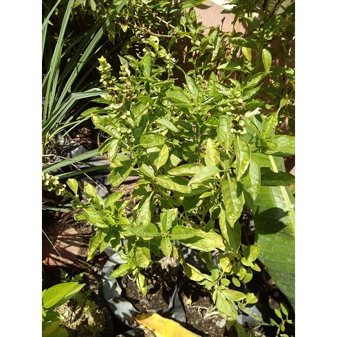 Jual TANAMAN OBAT DAUN BASIL~Basilicum Ocimum~Minimal Order 4 pohon ...