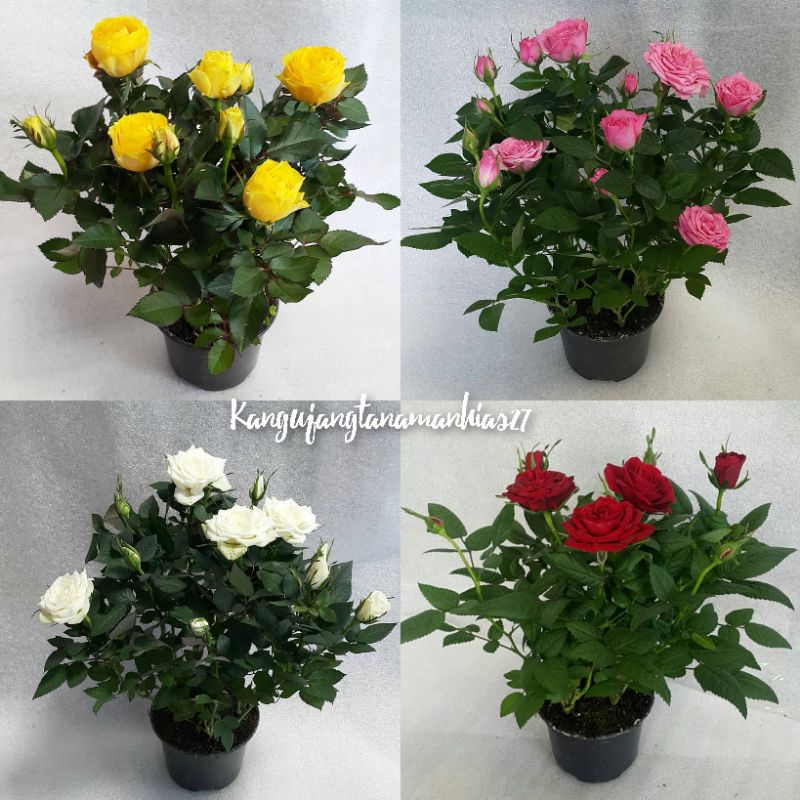 Jual Promo PAKET 4 WARNA ( 4 POT ) Tanaman Hidup Bunga Mawar | Shopee ...