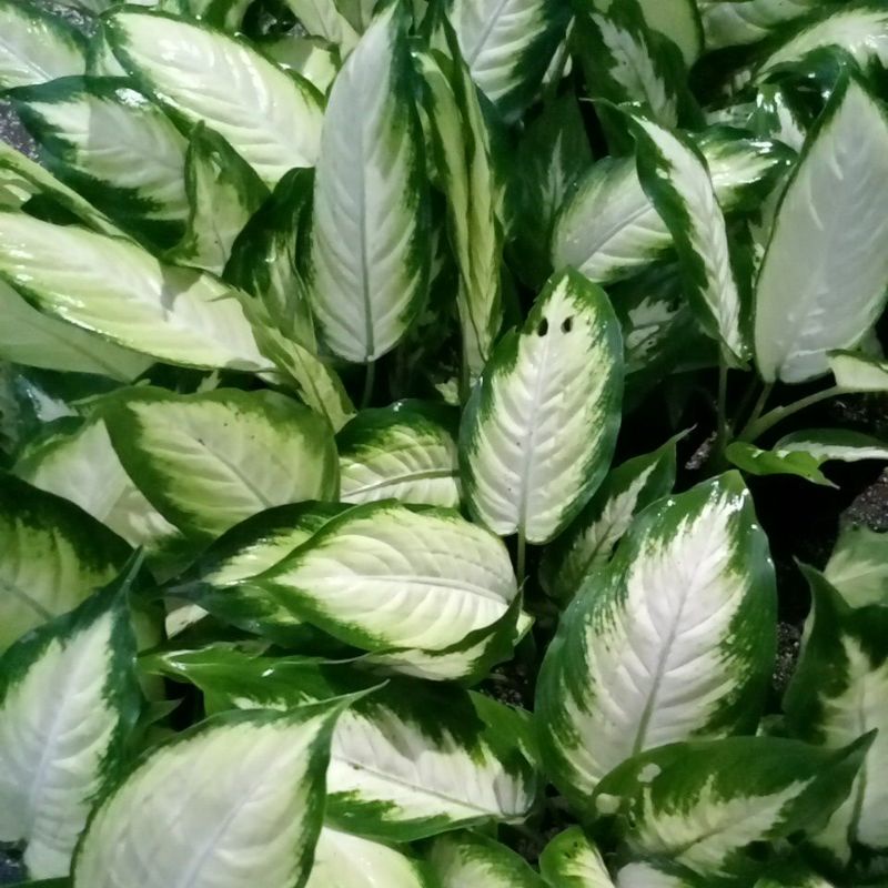 Jual diven tissu lokal/difen blanceng susu 5-6daun promo murah | Shopee ...