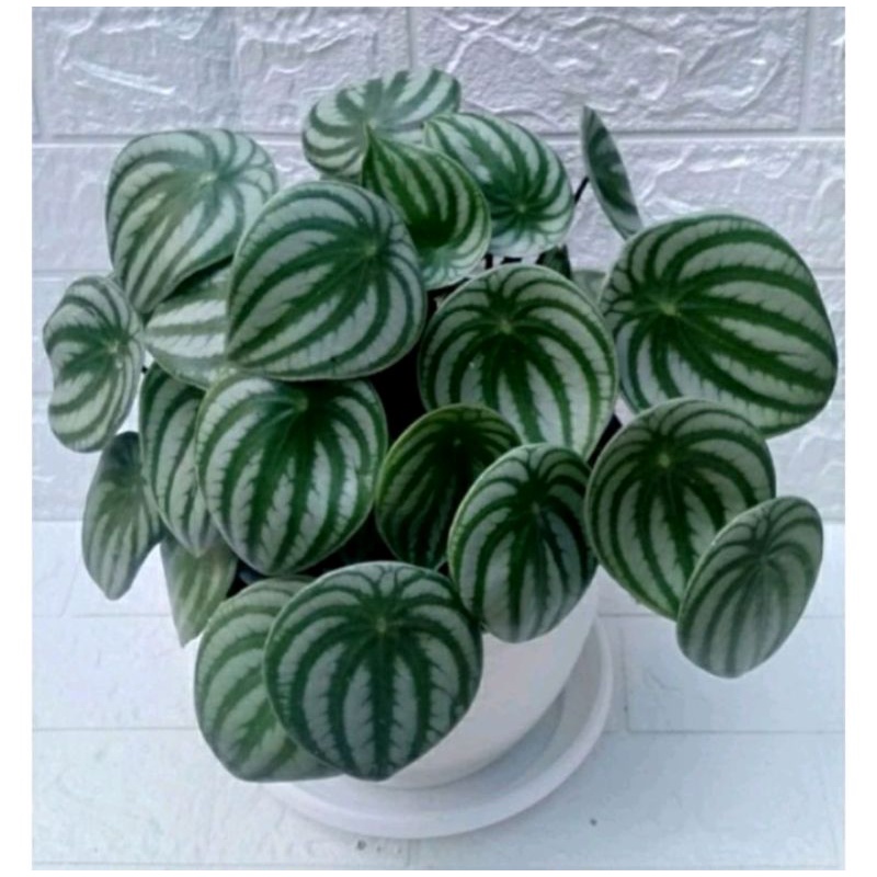 Jual Peperomia watermelon daun jumbo pesanan | Shopee Indonesia