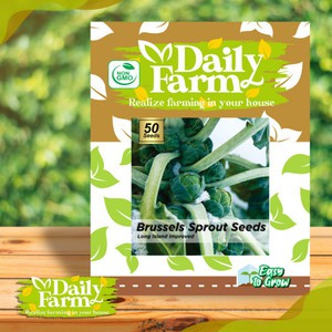 Jual Benih Brussels Sprouts Kubis Mini Daily Farm Isi 50 Seeds Best ...