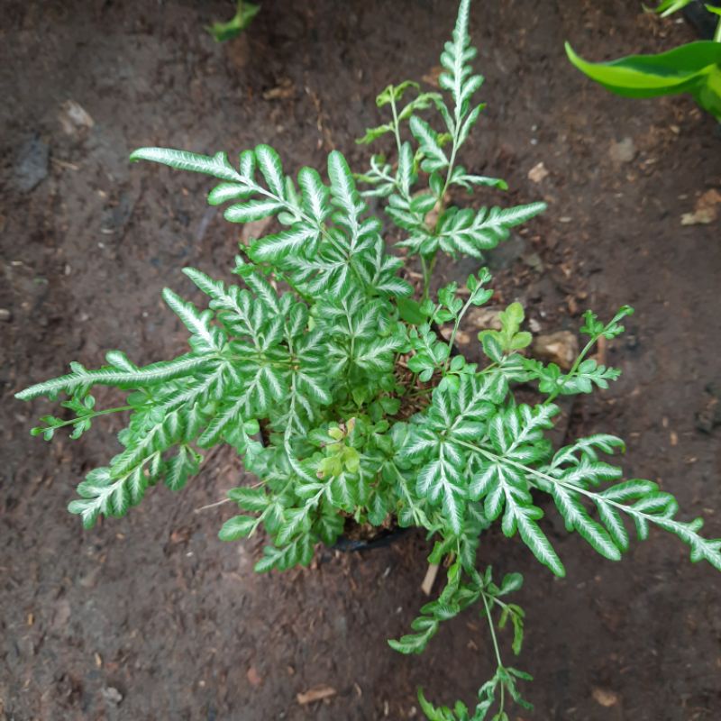 Jual tanaman pakis silver / pakis salju / pteris ensiformis | Shopee ...