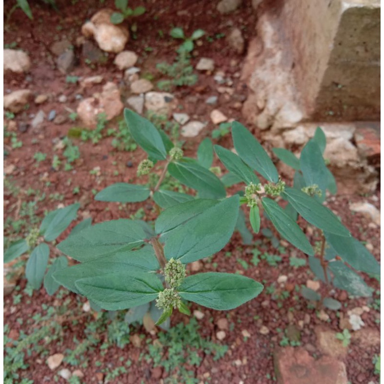 Jual Patikan Kebo( Euphorbia hirta )/Tanaman Asma 100 gram | Shopee ...