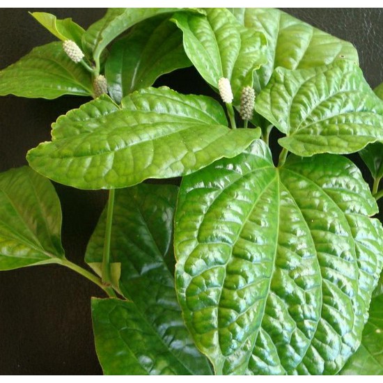 Jual Tanaman Merica Lolot - BB Plant | Shopee Indonesia