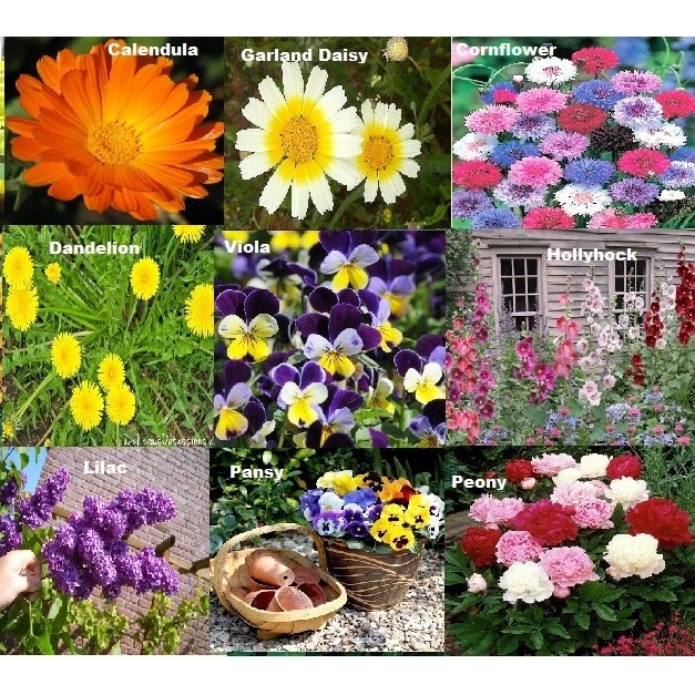 Jual Paket Hemat Benih Bibit Bunga Edible Flower | Shopee Indonesia