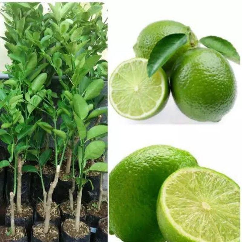Jual bibit jeruk nipis atau jeruk pecel | Shopee Indonesia