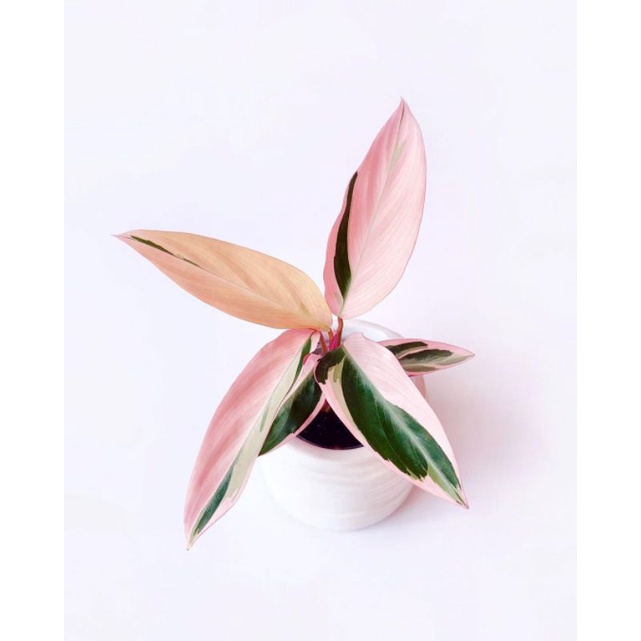 Jual Bibit tanaman meranti Bali (Stromanthe sanguinea triostar ...