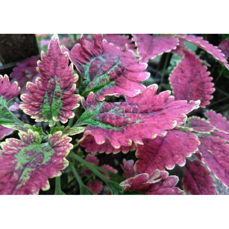 Jual tanaman hias plectranthus scotellaroides/ jawer kotok | Shopee ...