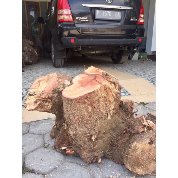 Jual Kayu bidara jaka tingkir 1 kg | Shopee Indonesia