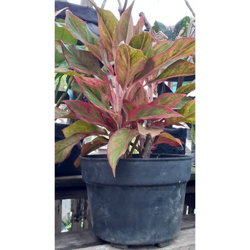 Jual Bunga aglonema lipstick (siam aurora) | Shopee Indonesia