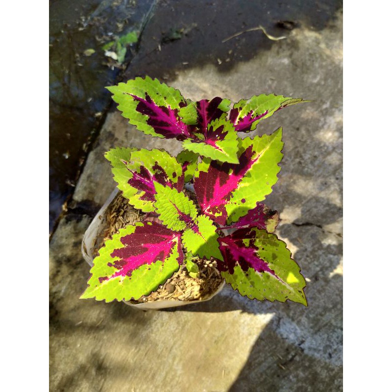 Jual Tanaman Hias Murah Miana Hijau Merah Daun Rimbun | Shopee Indonesia