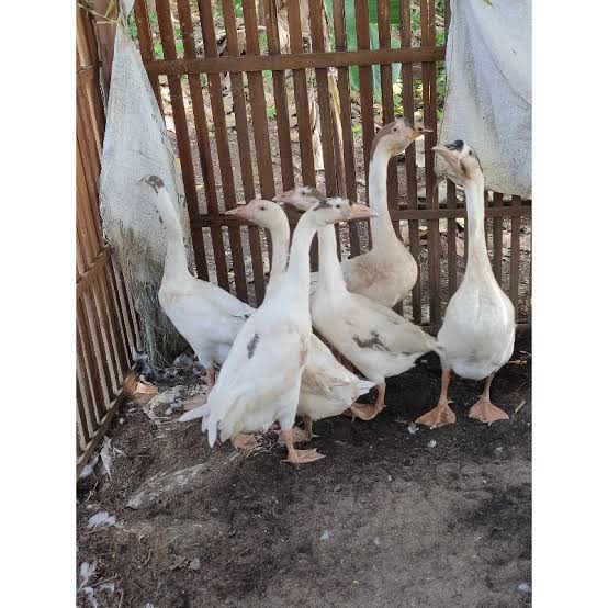 Jual TELUR ANGSA SOANG PUTIH FERTIL ASLI UNTUK DITETASKAN | Shopee ...