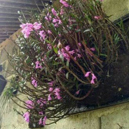 Jual Anggrek Dendrobium Haselti spesies | Shopee Indonesia