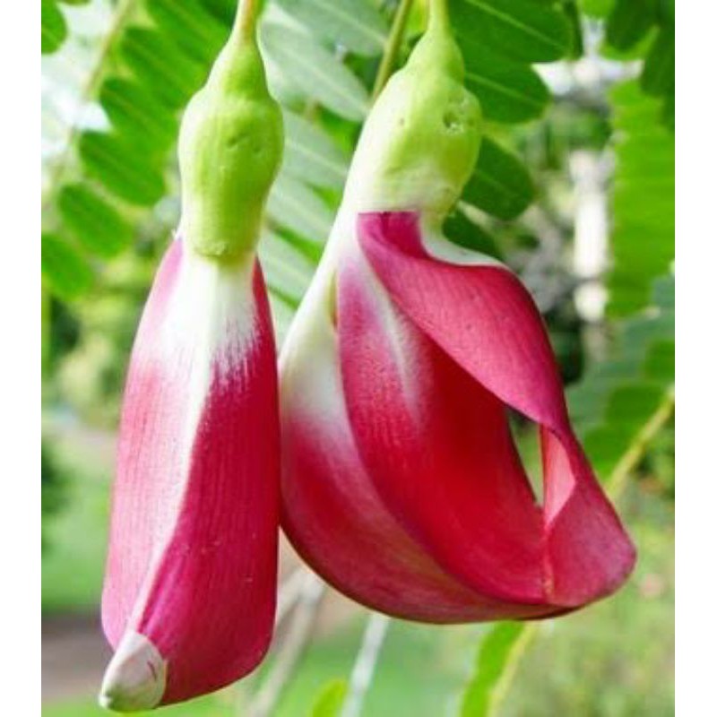 Jual 25 Benih Sayur Turi Merah free sedap malam | Shopee Indonesia