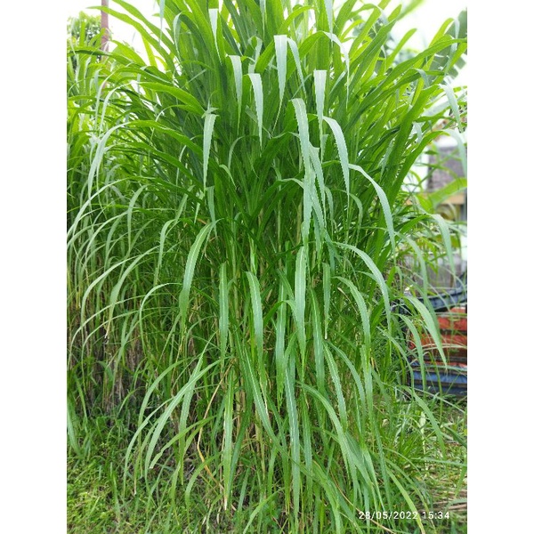 Jual Benih Bibit Tanaman Rumput Pakcong Pakchong Per Batang | Shopee ...