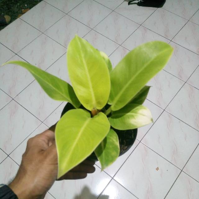 Jual Philo Moonlight Tanaman Hias | Shopee Indonesia