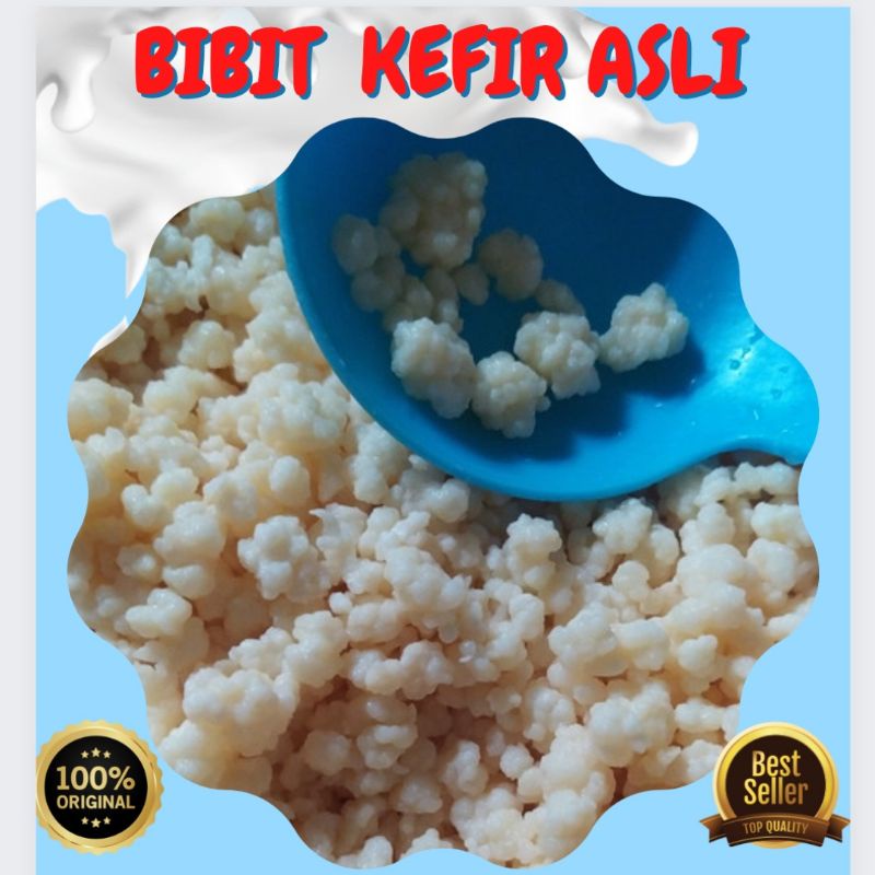 Jual Bibit Kefir grains Kualitas Premium 100% Asli | Shopee Indonesia