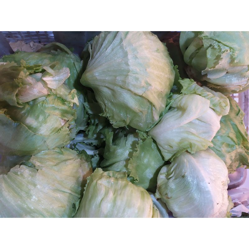 Jual Lettuce Head 1 kg | Shopee Indonesia