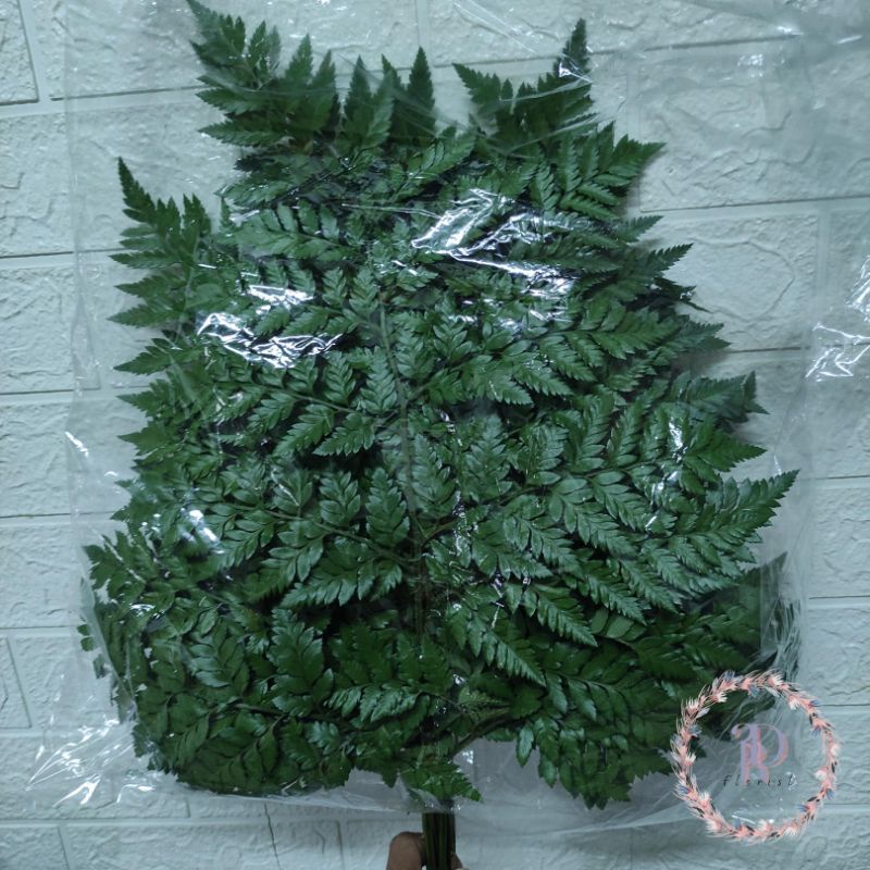 Jual Daun Pakis | Shopee Indonesia