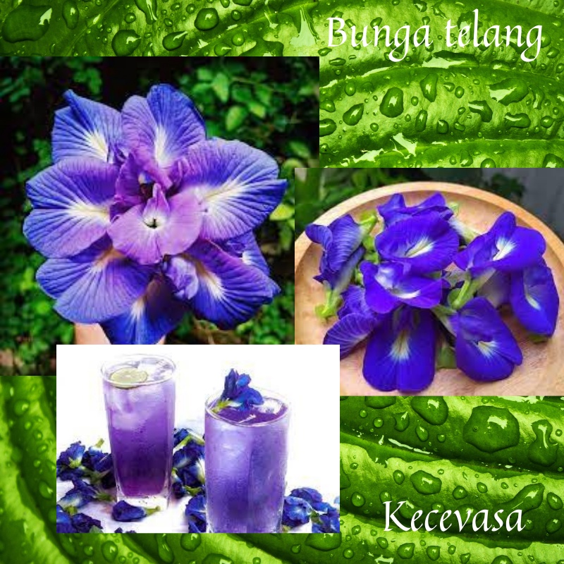 Jual TEH BUNGA TELANG KERING 10 GRAM 25 GRAM 50 GRAM 100 GRAM ORGANIK ...